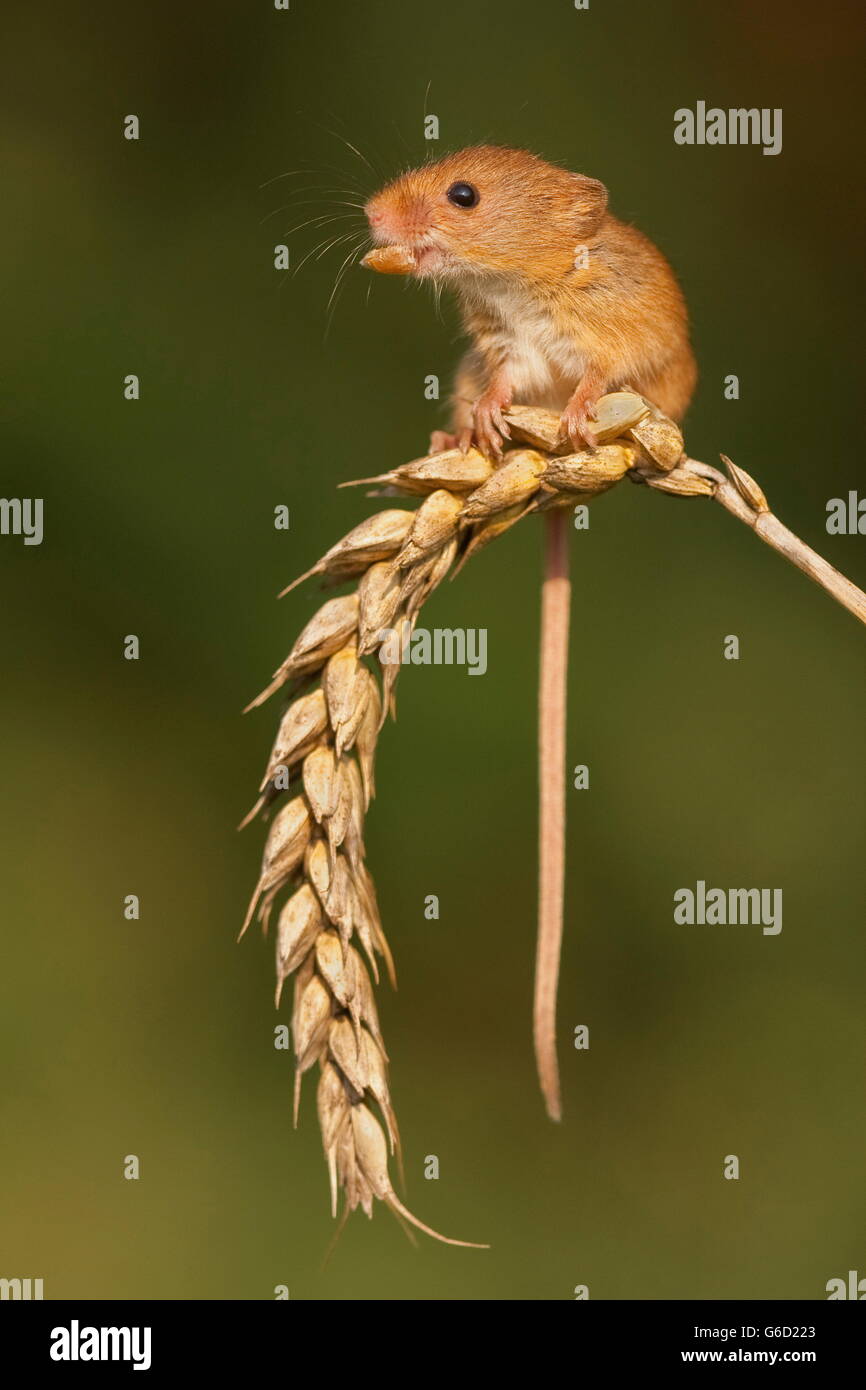 harvest mouse, feeding, Germany / (Micromys minutus Stock Photo - Alamy