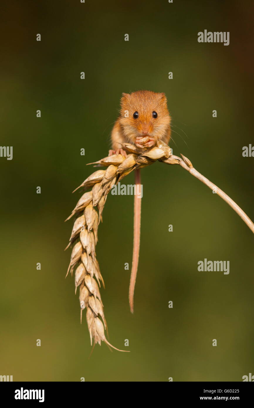 harvest mouse, feeding, Germany / (Micromys minutus Stock Photo - Alamy