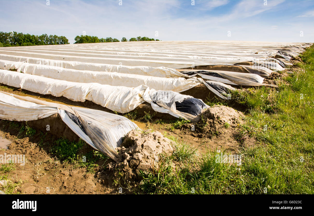 Asparagus field in Bavaria covered with plastic foil Stock Photo - Alamy