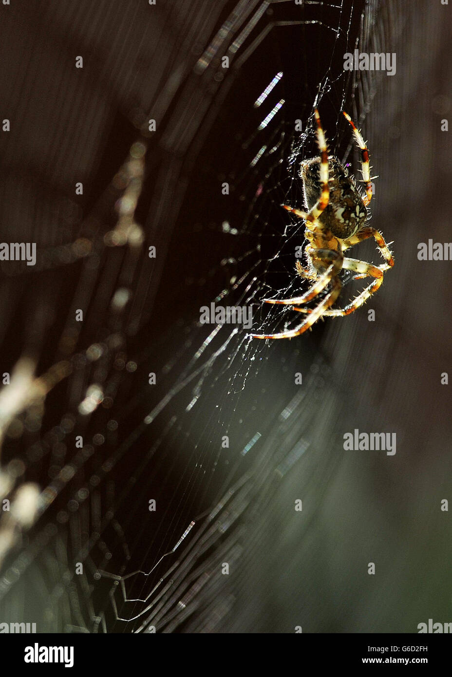 A common garden orb spider, sits in its web in a garden in Essex Stock ...