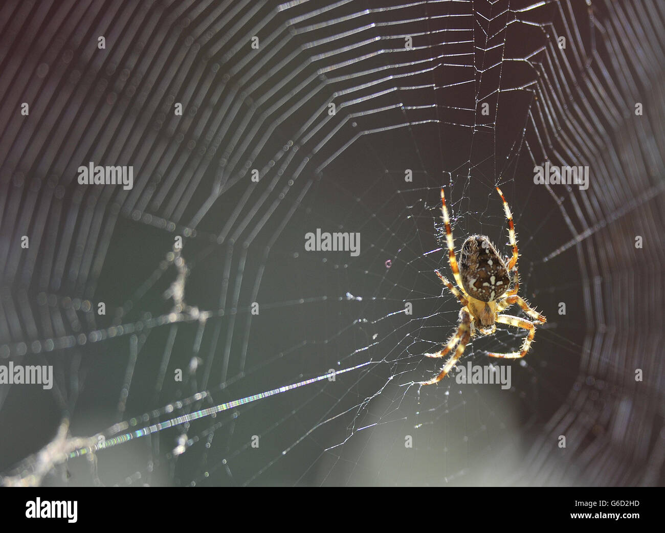 Garden orb web spider hi-res stock photography and images - Alamy