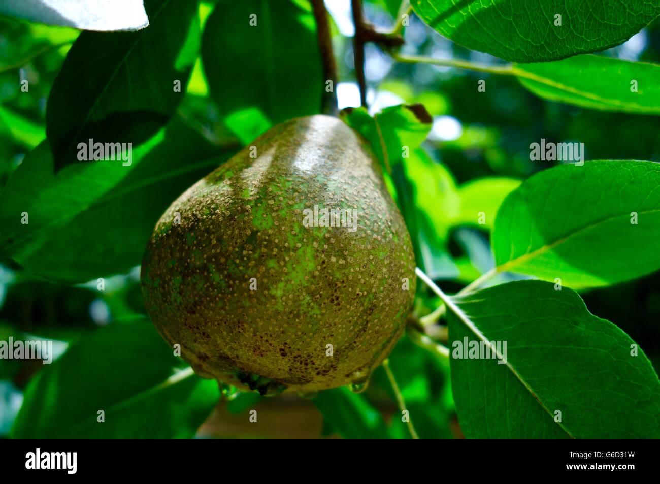 Green pear hi-res stock photography and images - Alamy