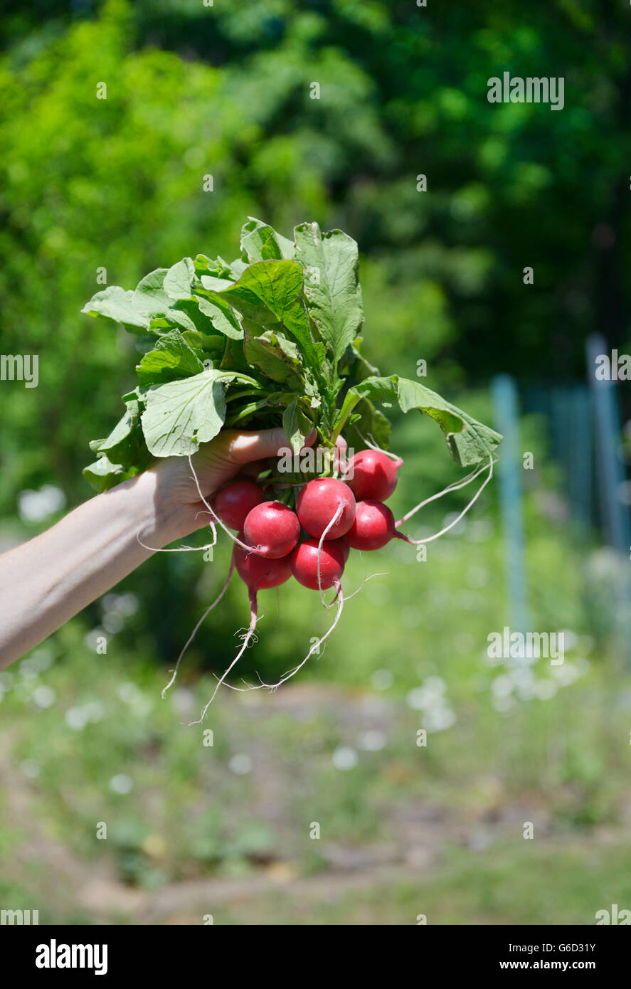 Bunch of radishes held aloft Stock Photo - Alamy