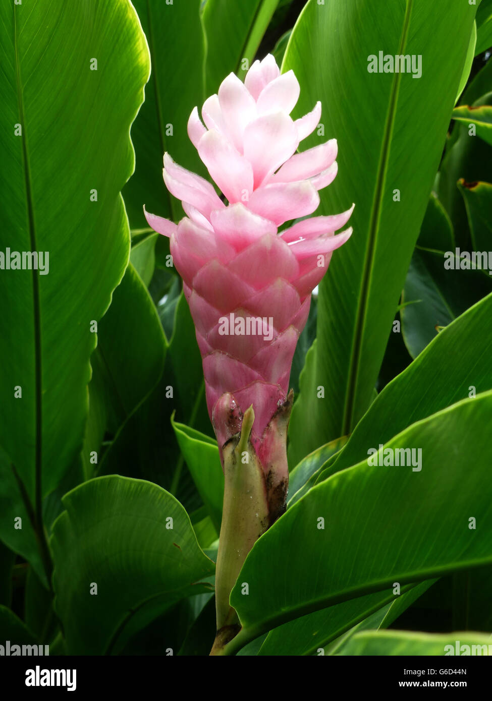 Jamaica flowers hi-res stock photography and images - Alamy