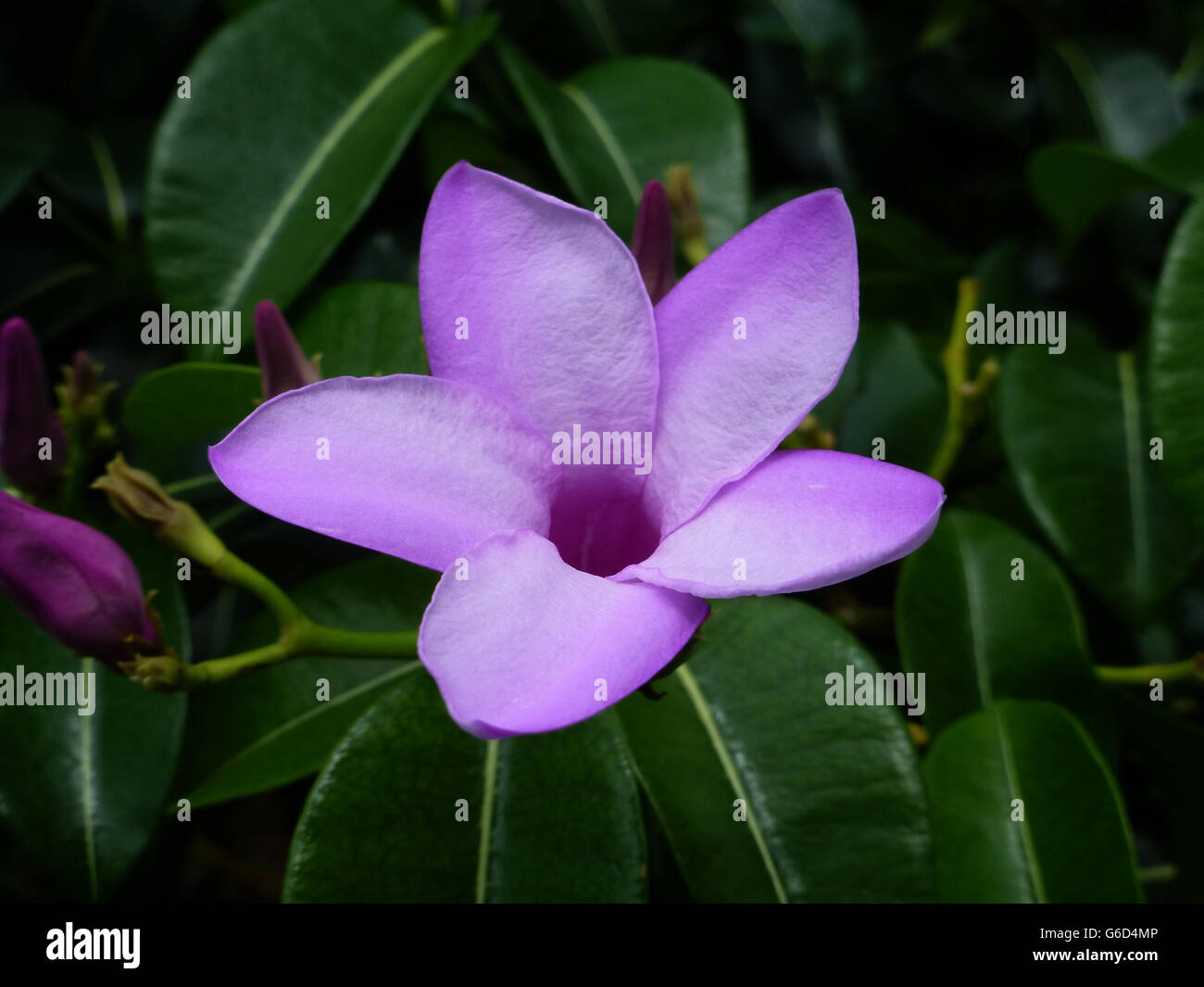 Jamaica mango hi-res stock photography and images - Alamy