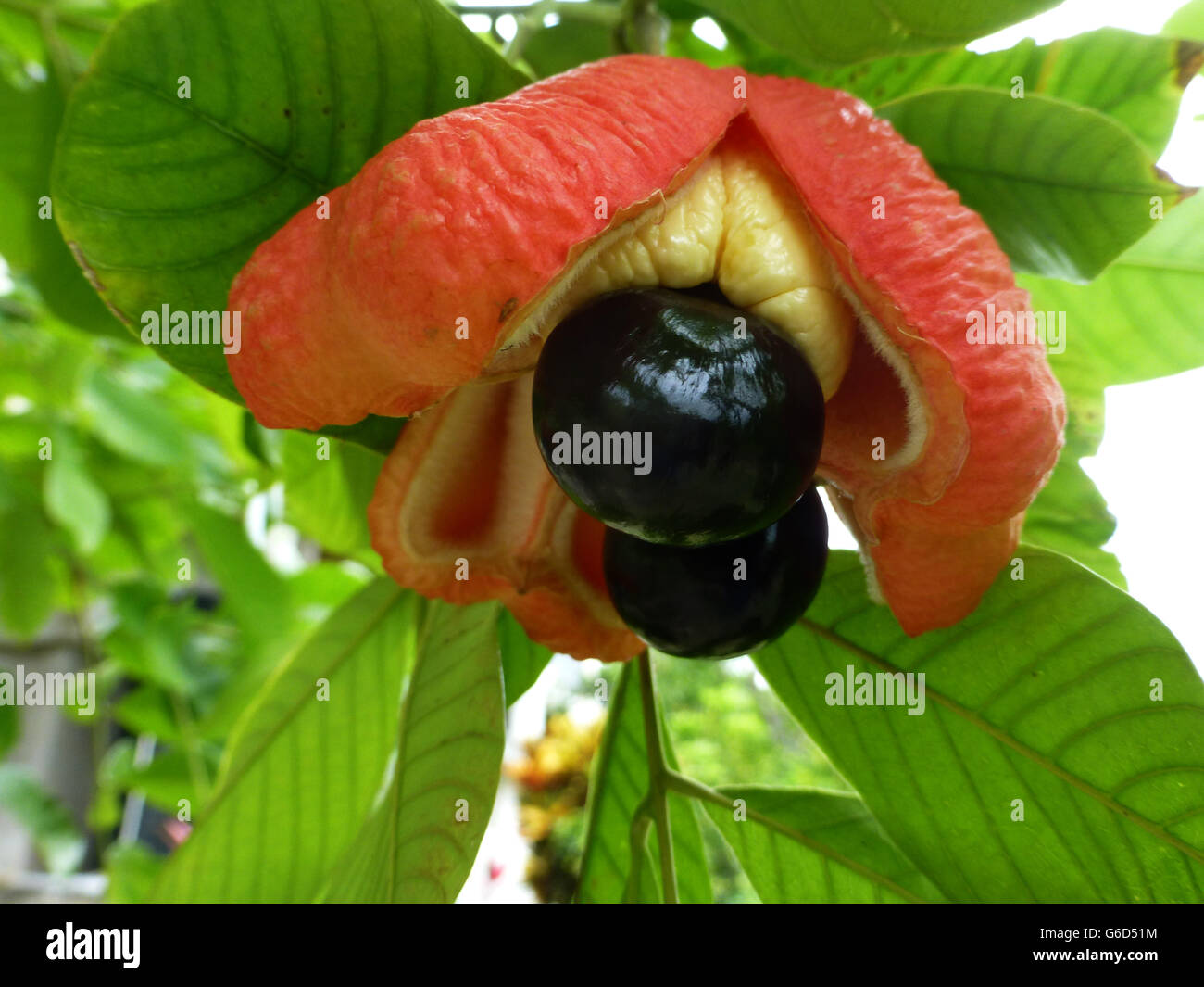 Ackee tree hi-res stock photography and images - Alamy