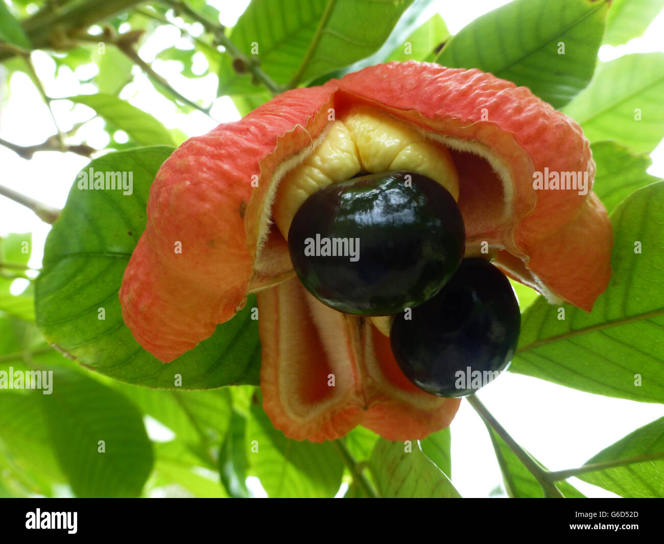 Ackee tree hi-res stock photography and images - Alamy