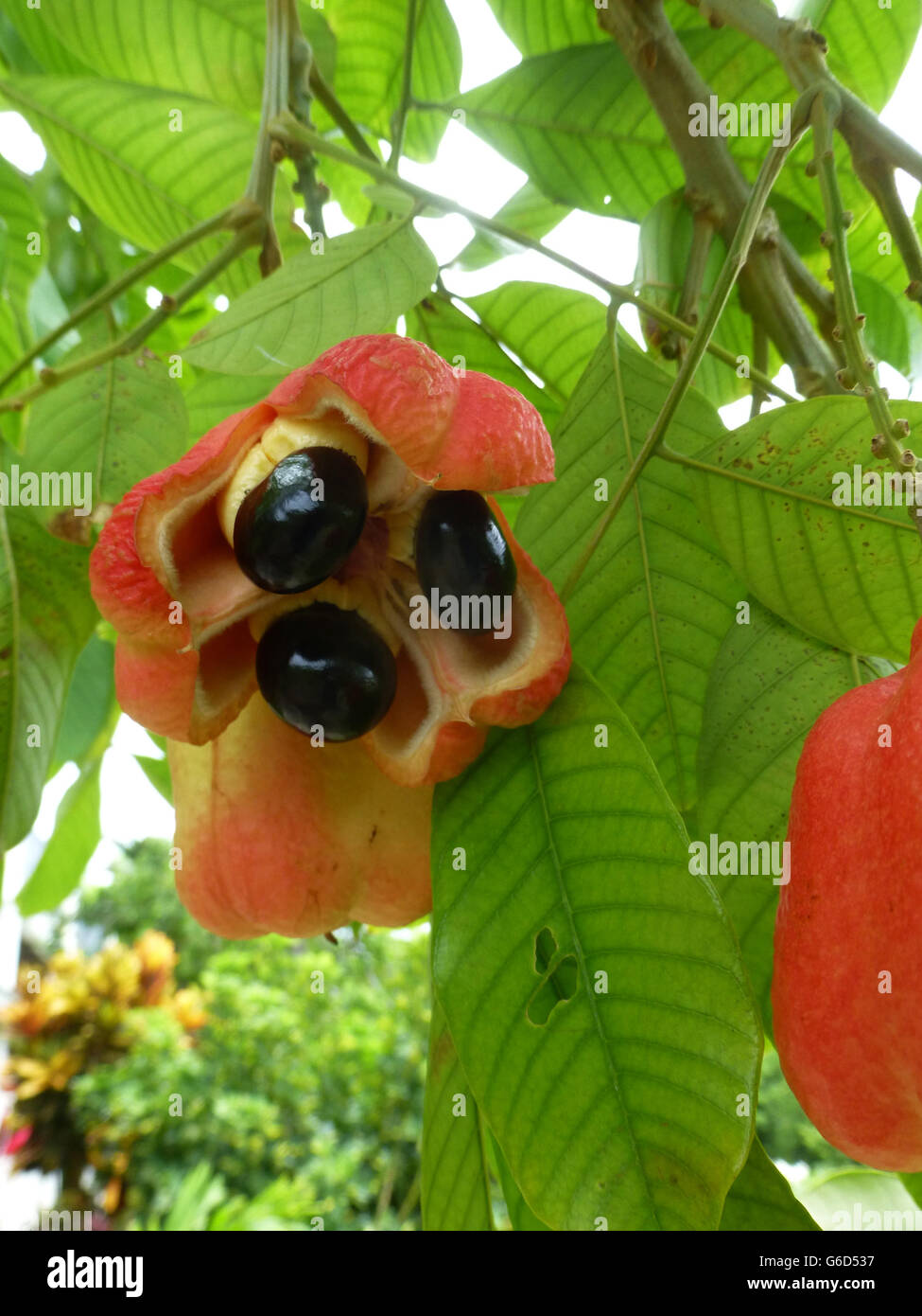 Ackee Jamaica High Resolution Stock Photography and Images - Alamy