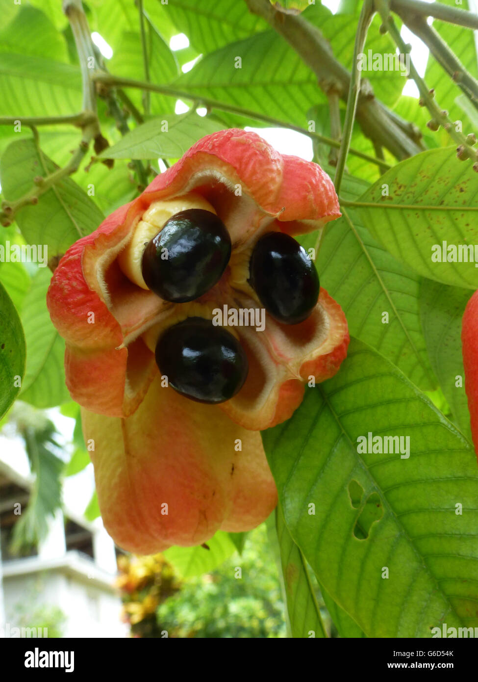 Ackee Jamaica High Resolution Stock Photography and Images - Alamy