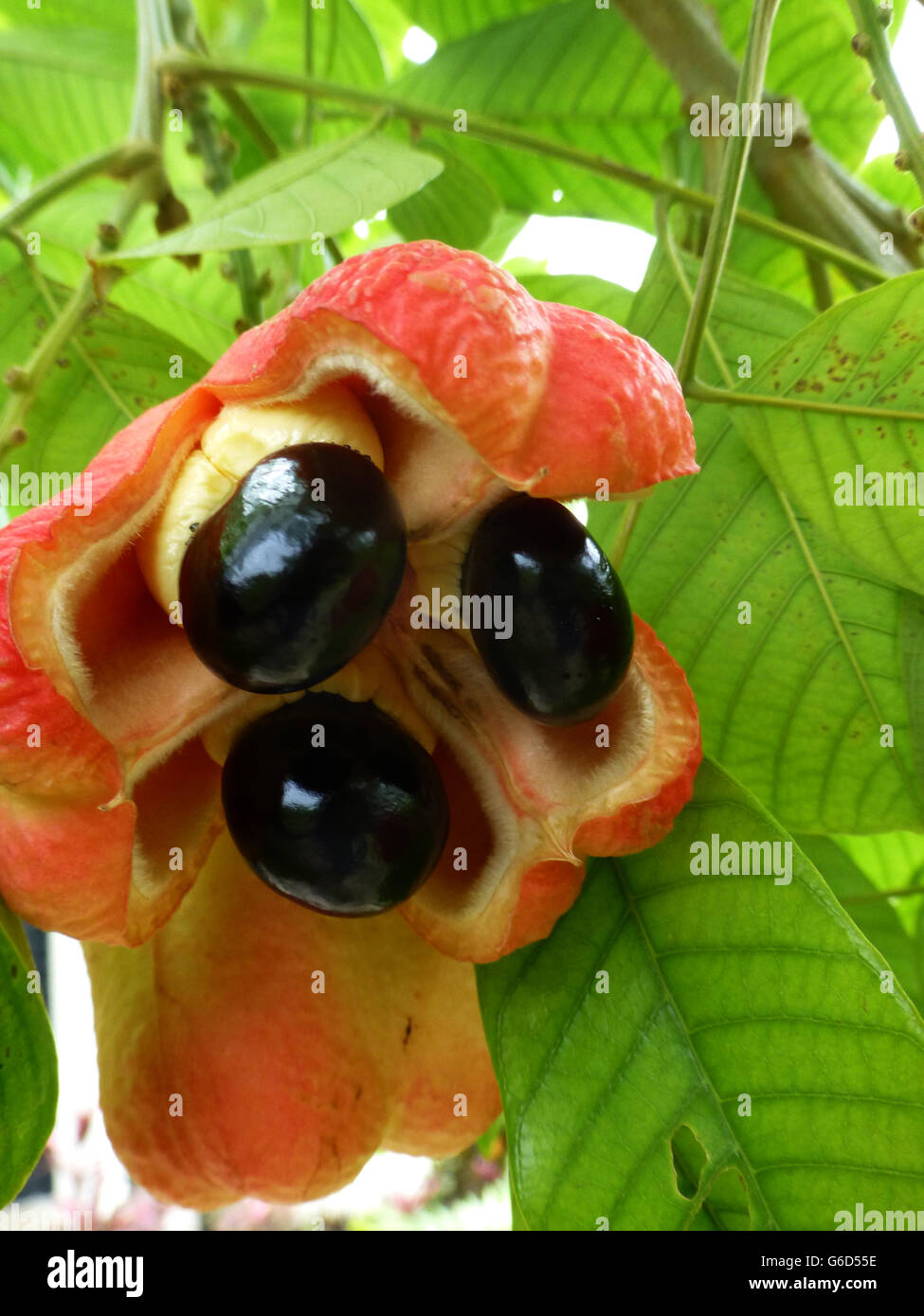 Ackee tree hi-res stock photography and images - Alamy
