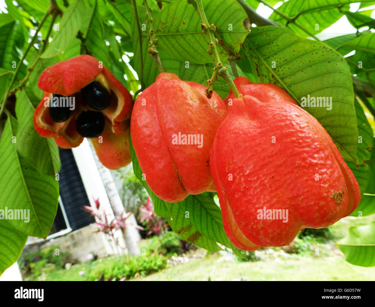 Ackee Tree