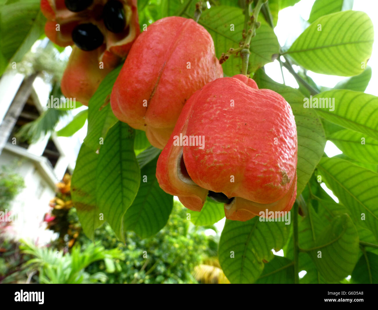 Ackee in a tree, ready for harvesting, very popular dish in Jamaica ...