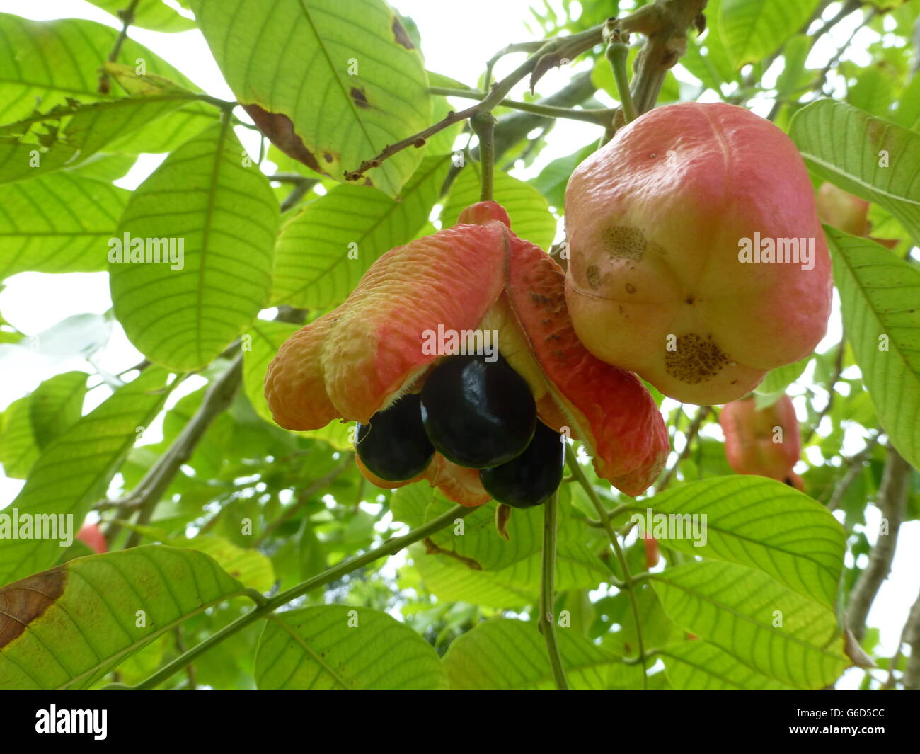 Ackee tree hi-res stock photography and images - Alamy