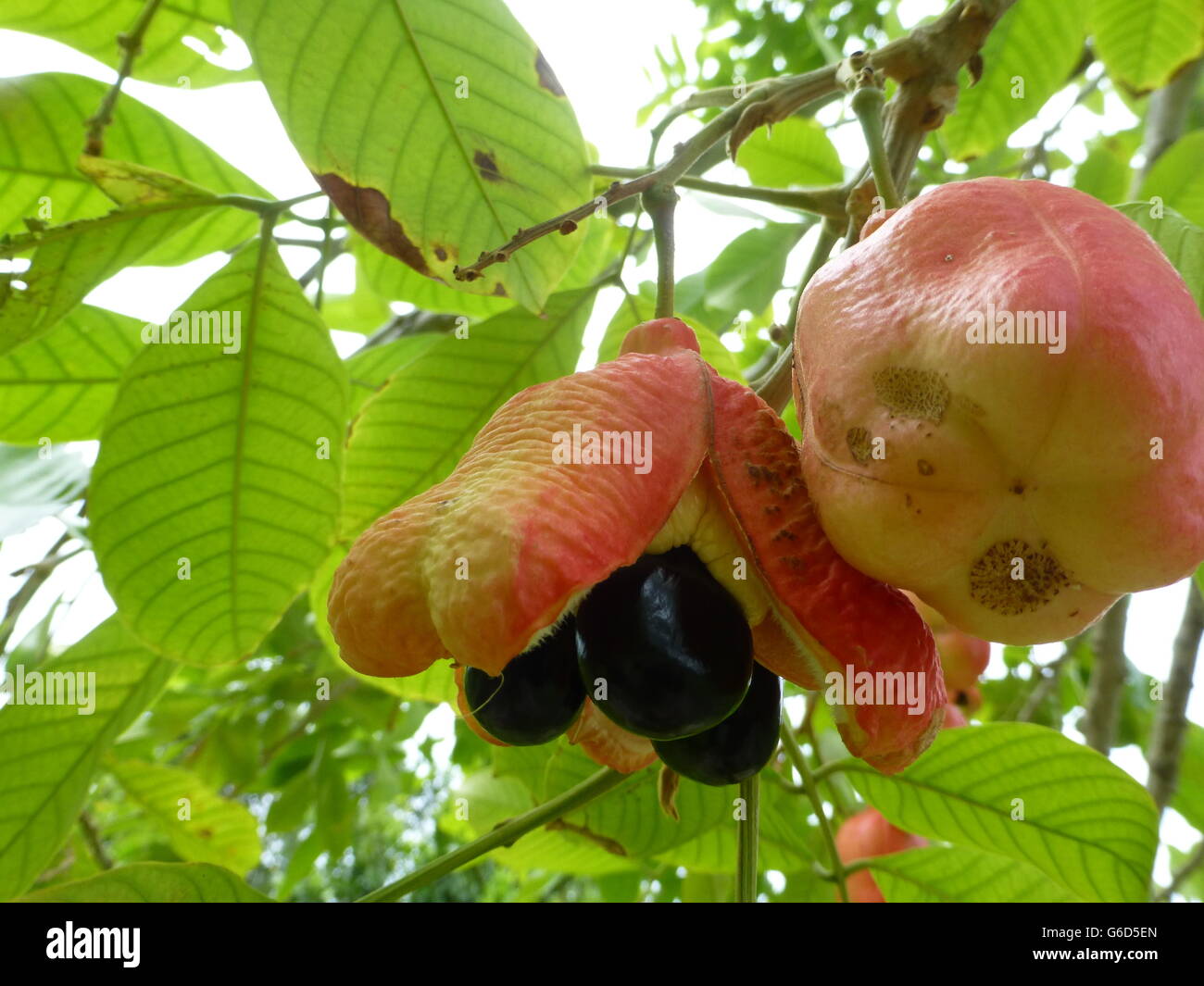 Ackee tree hi-res stock photography and images - Alamy