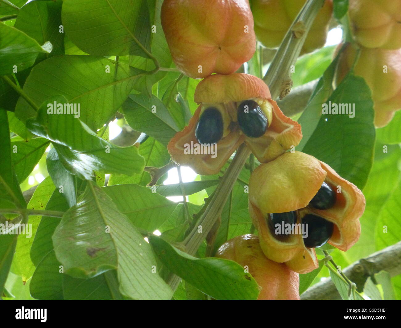 Ackee hi-res stock photography and images - Alamy