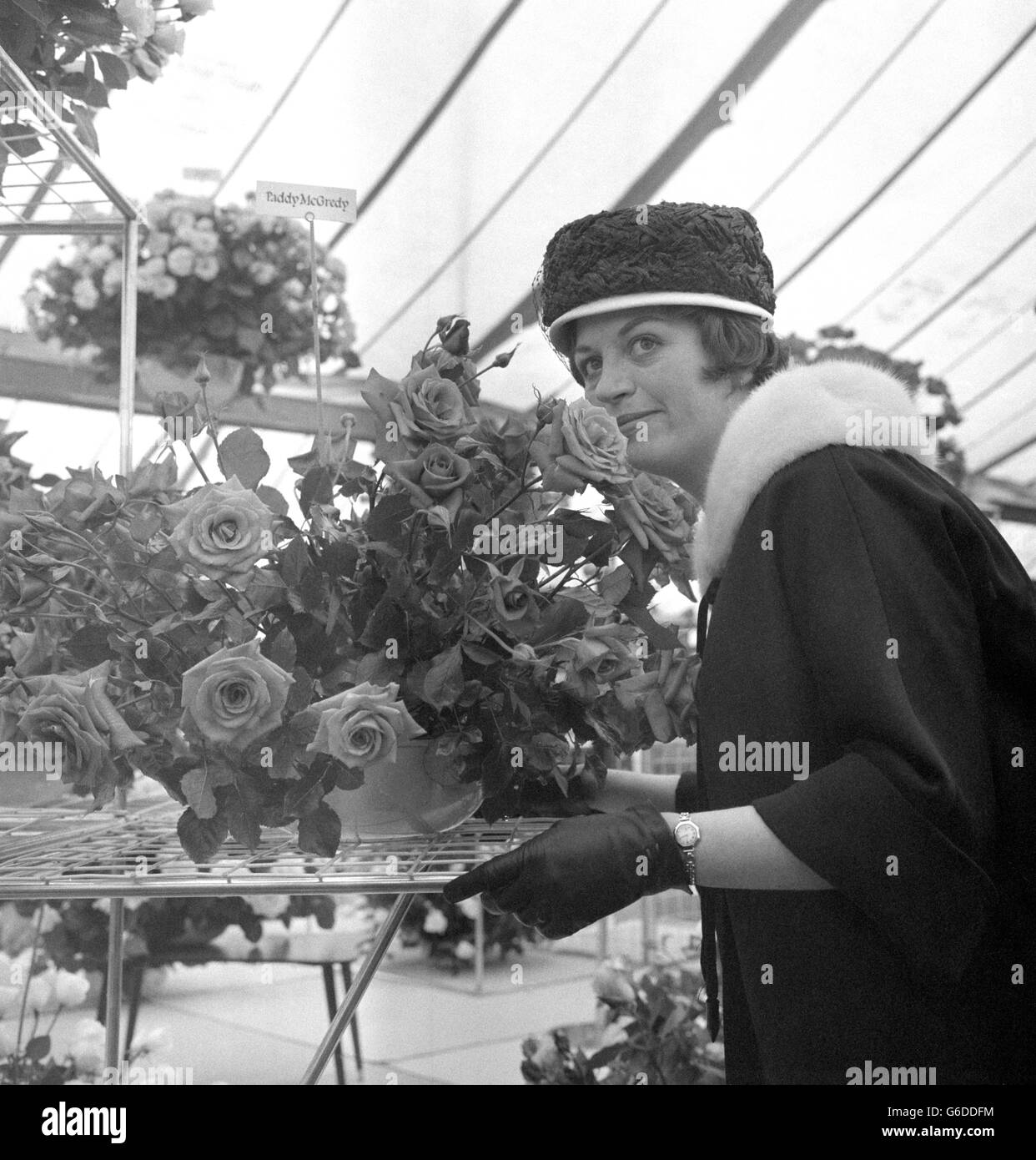 Paddy McGredy, sister of Northern Irish rosegrower Sam McGredy, admires ...