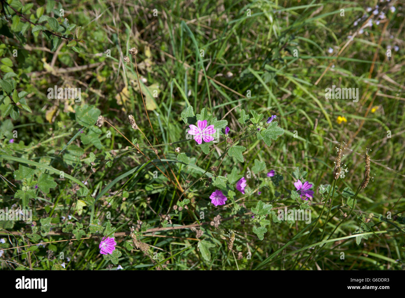 Mallow castle hi-res stock photography and images - Alamy