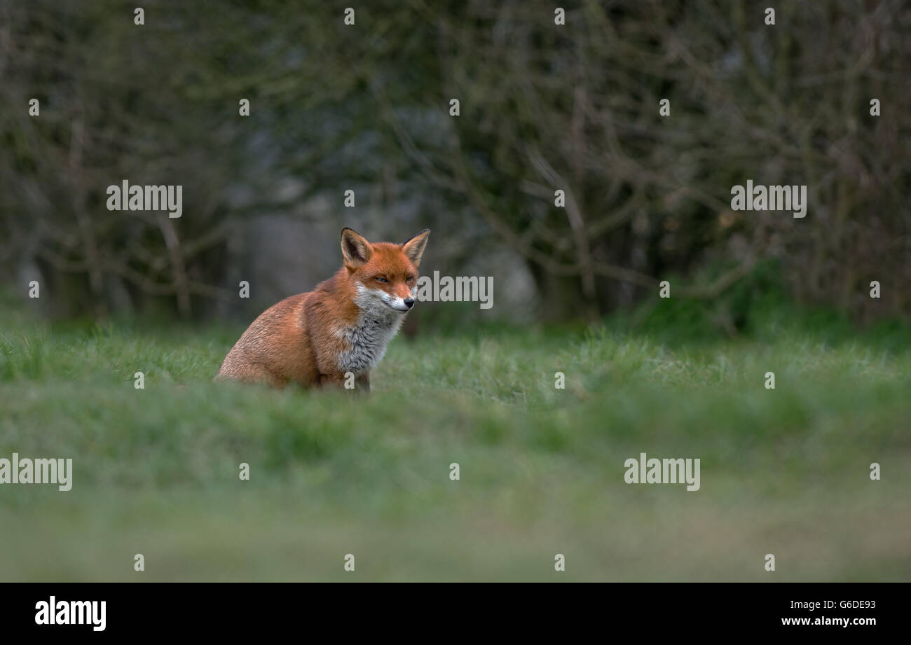 Female Red Fox- Vulpes vulpes Stock Photo - Alamy