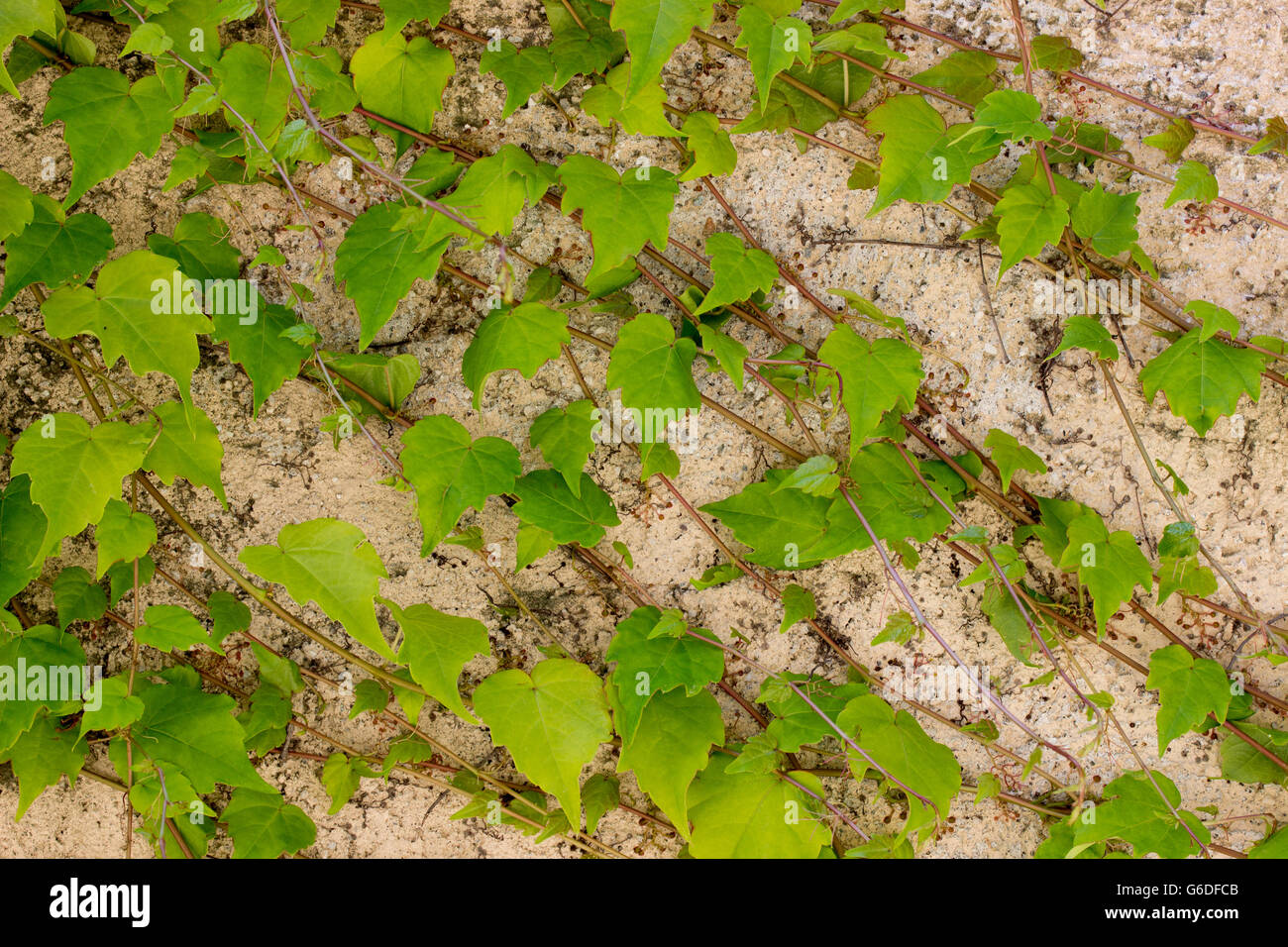 Yellow and green ivy hi-res stock photography and images - Alamy