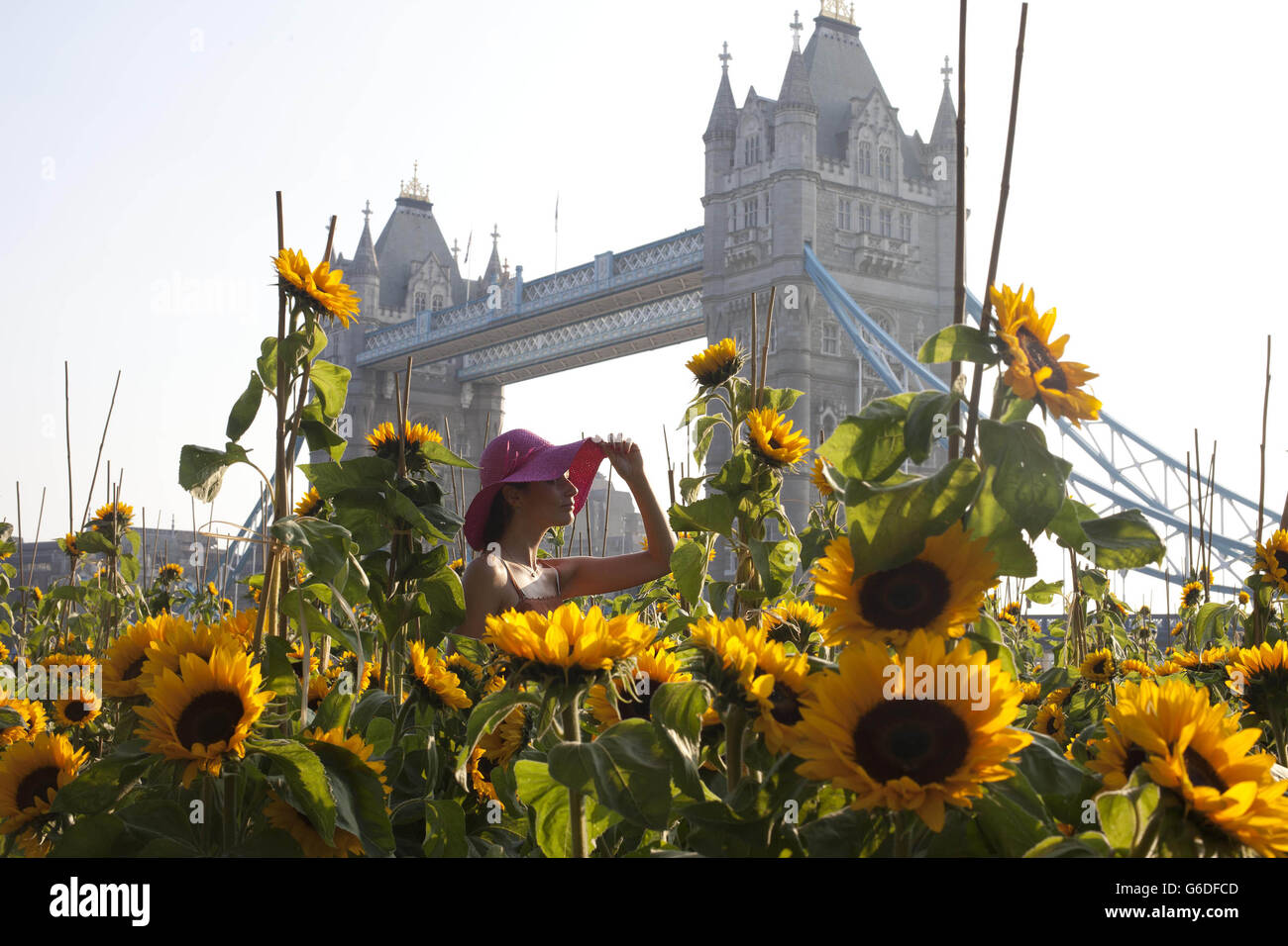 Flora spreads sunflower cheer Stock Photo - Alamy
