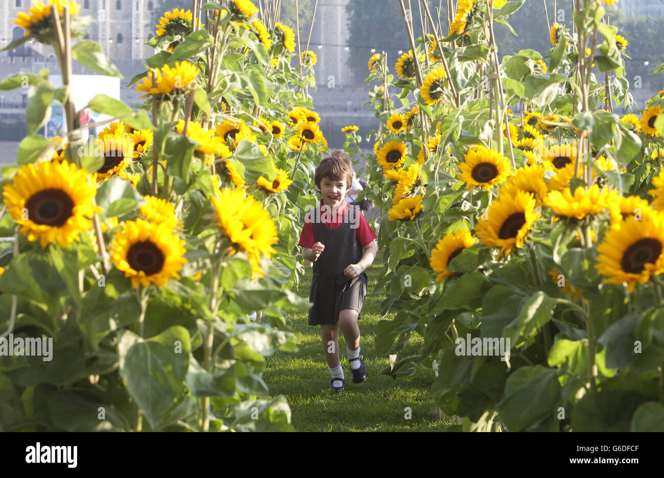 Flora spreads sunflower cheer Stock Photo - Alamy