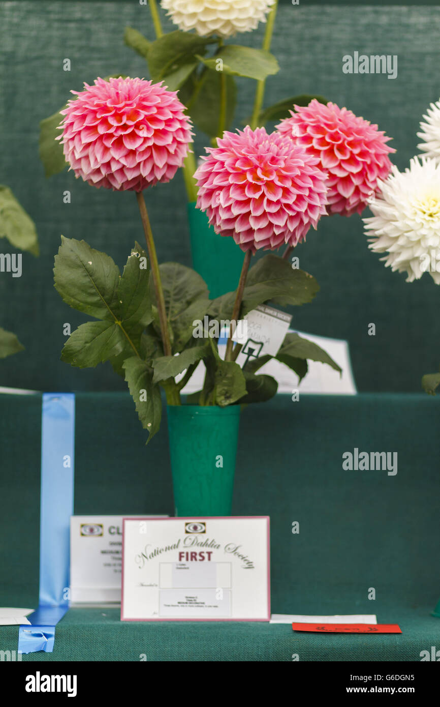 A display of award winning flowers at the National Dahlia Society's ...
