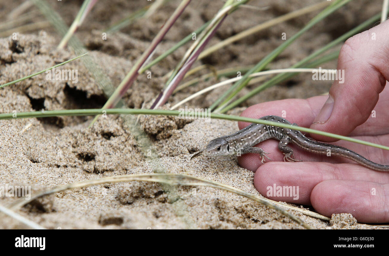 A Sand Lizard, which was hatched at Chester Zoo, is released into its ...