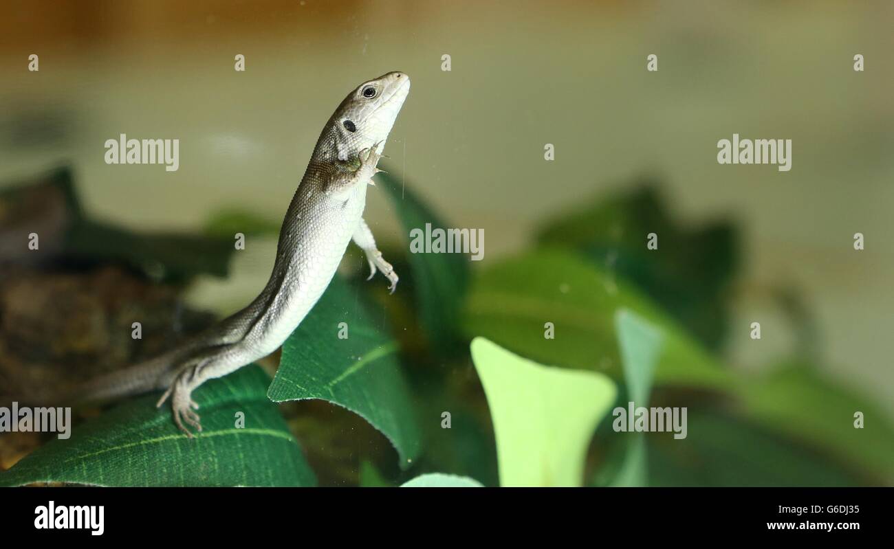 A Sand Lizard, which was hatched at Chester Zoo, is released into its ...