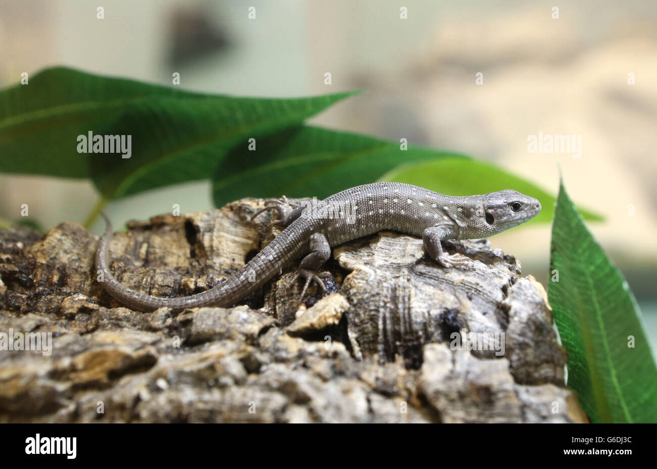 A Sand Lizard, which was hatched at Chester Zoo, is released into its ...