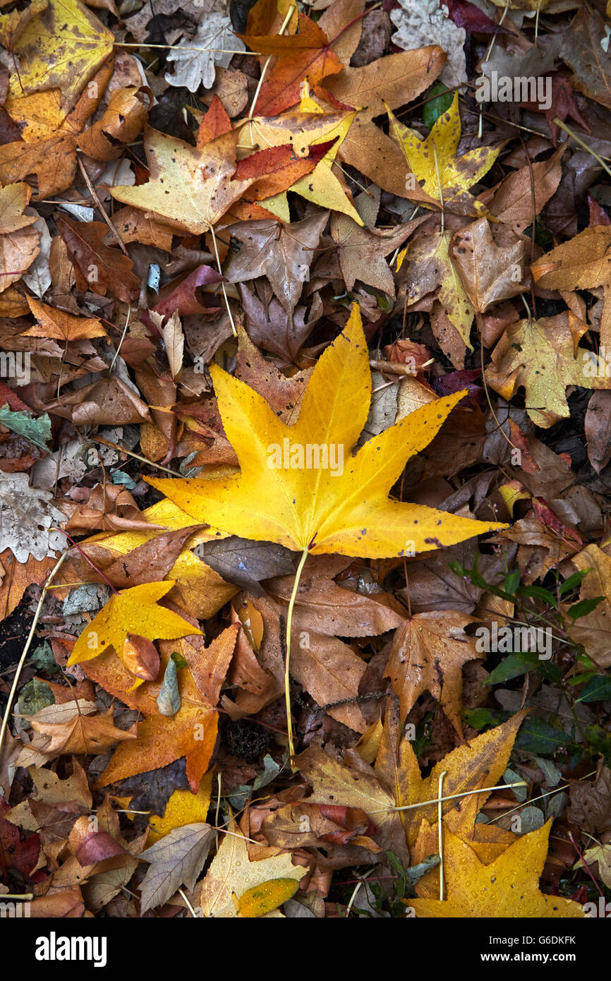 Gold maple leaf hi-res stock photography and images - Alamy