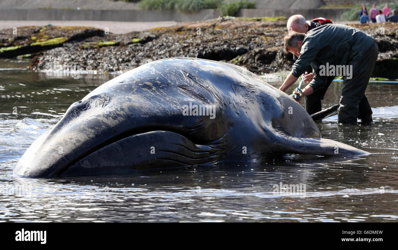 Beached sei whale Stock Photo - Alamy