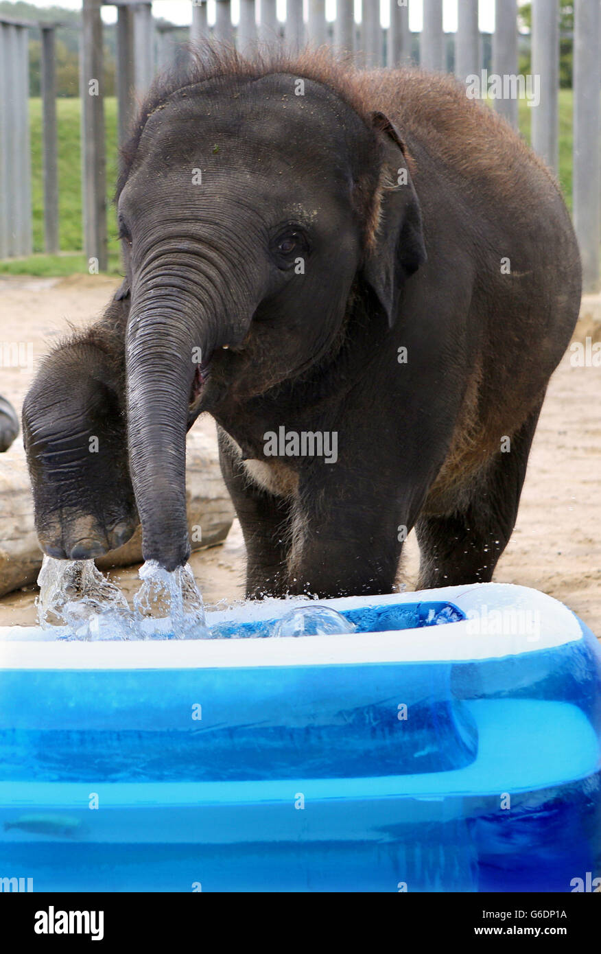 Baby Elephant In Pool Elephant Bathing Pool: Over 15 Royalty Free
