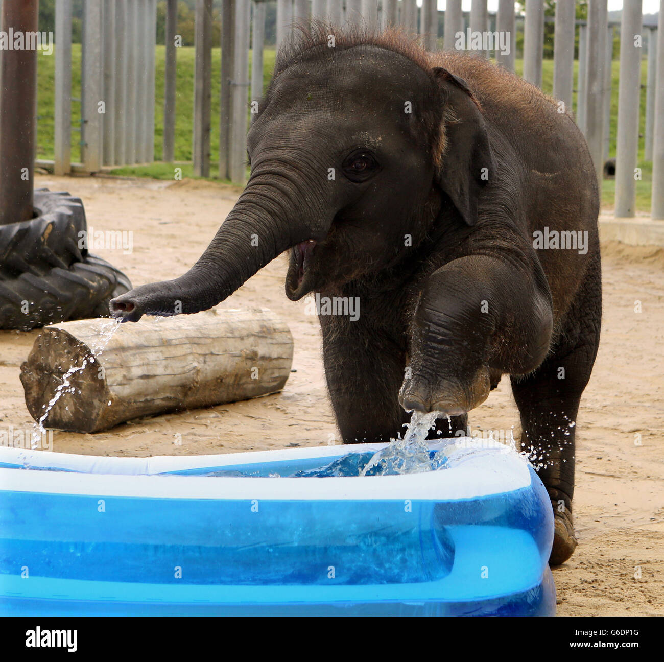 22 month Elephant calf named Scott explores a new paddling pool ...