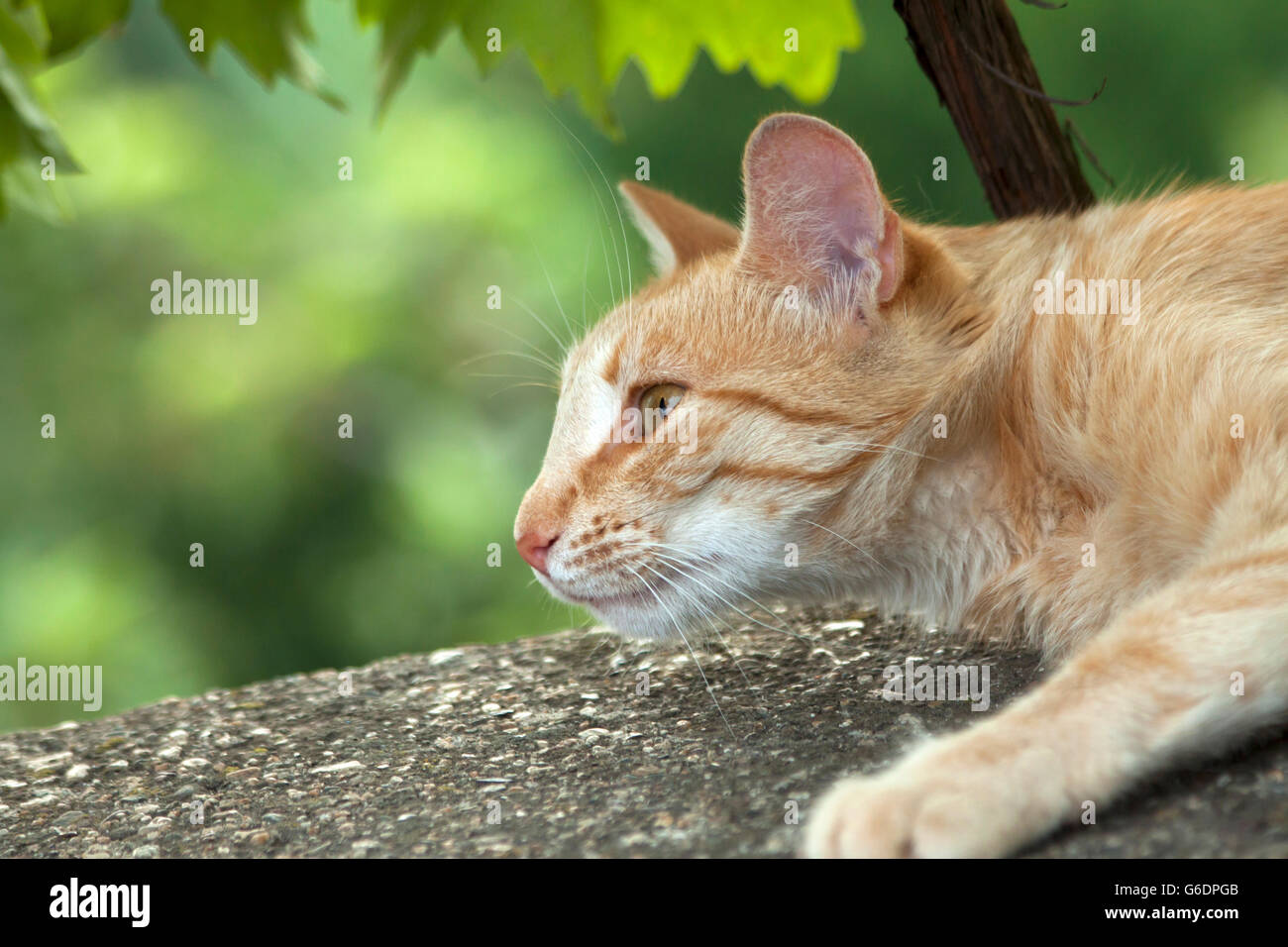 Ginger cat deep in focus sharply look at something. Lying on concrete ...