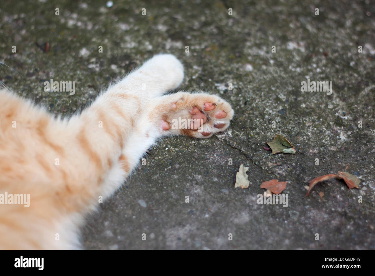 Ginger cat little paws resting on ground Stock Photo - Alamy
