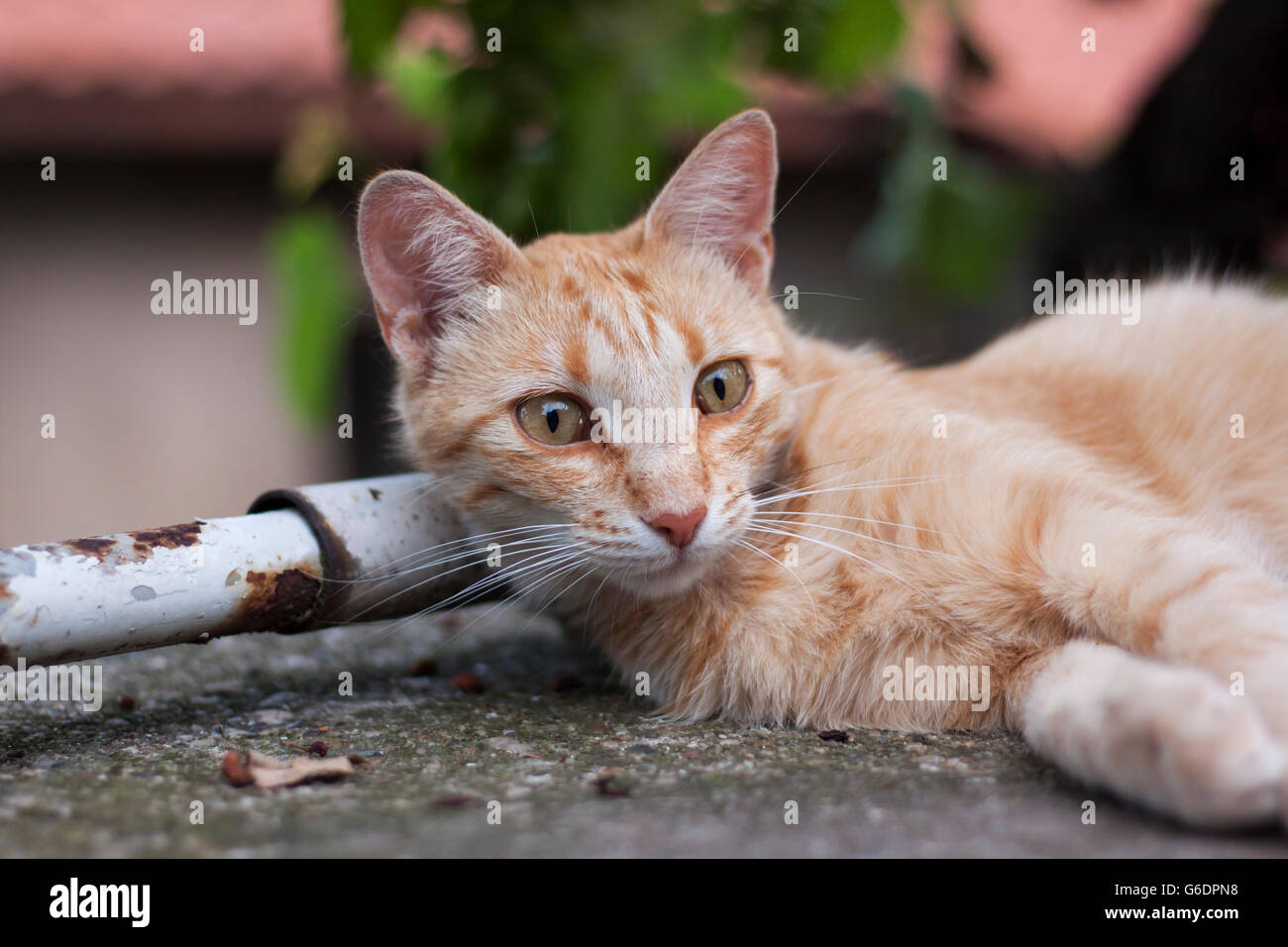 Big ginger cat hi-res stock photography and images - Alamy