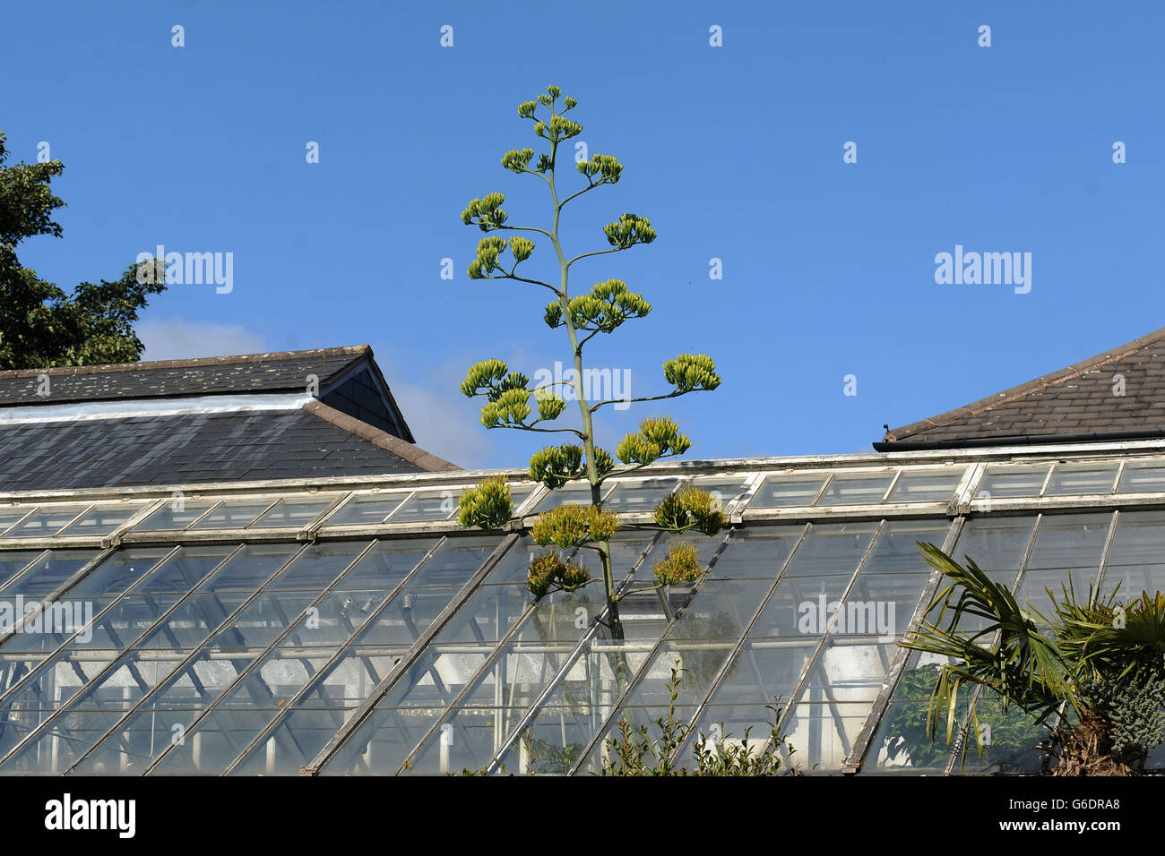 Needle and Thread plant Stock Photo - Alamy
