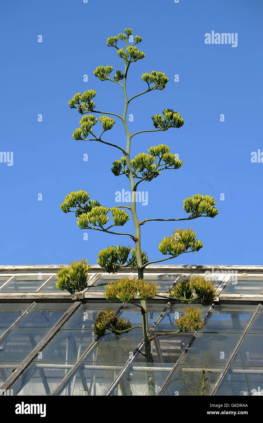 Agave sisalana, better known as the Needle and Thread plant at the ...