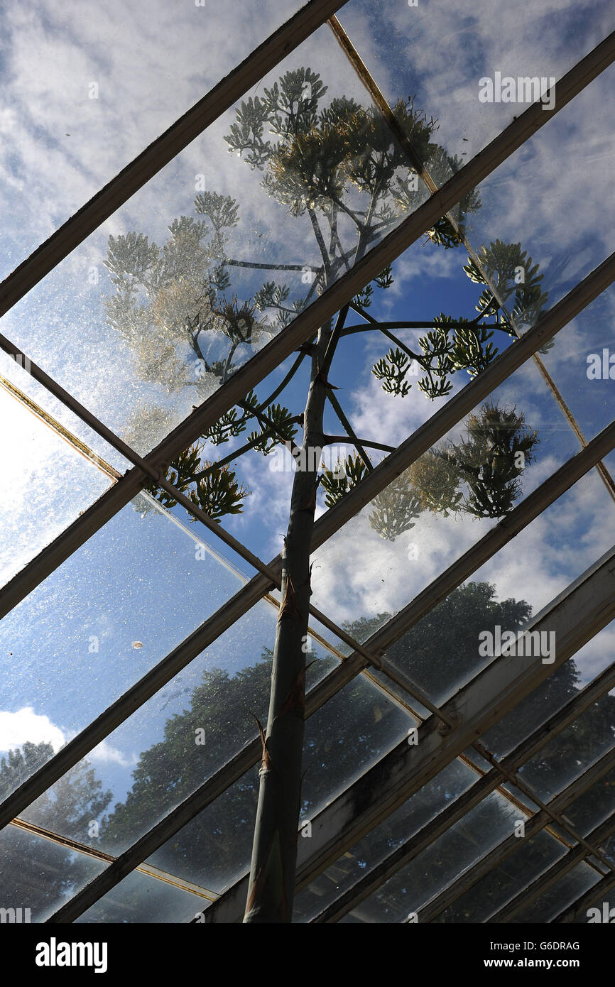 Needle and Thread plant Stock Photo - Alamy