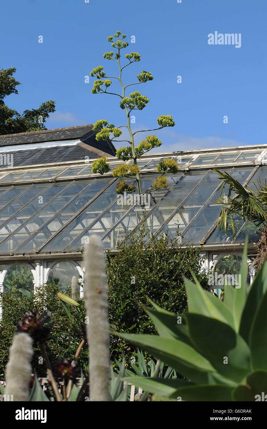 Agave sisalana, better known as the Needle and Thread plant at the ...