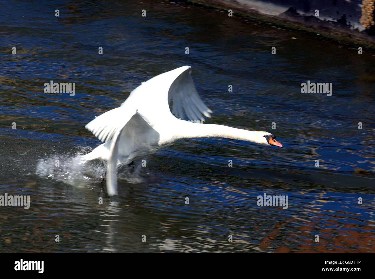 Swan over the water in the hot weather in the centre of Bristol Stock ...