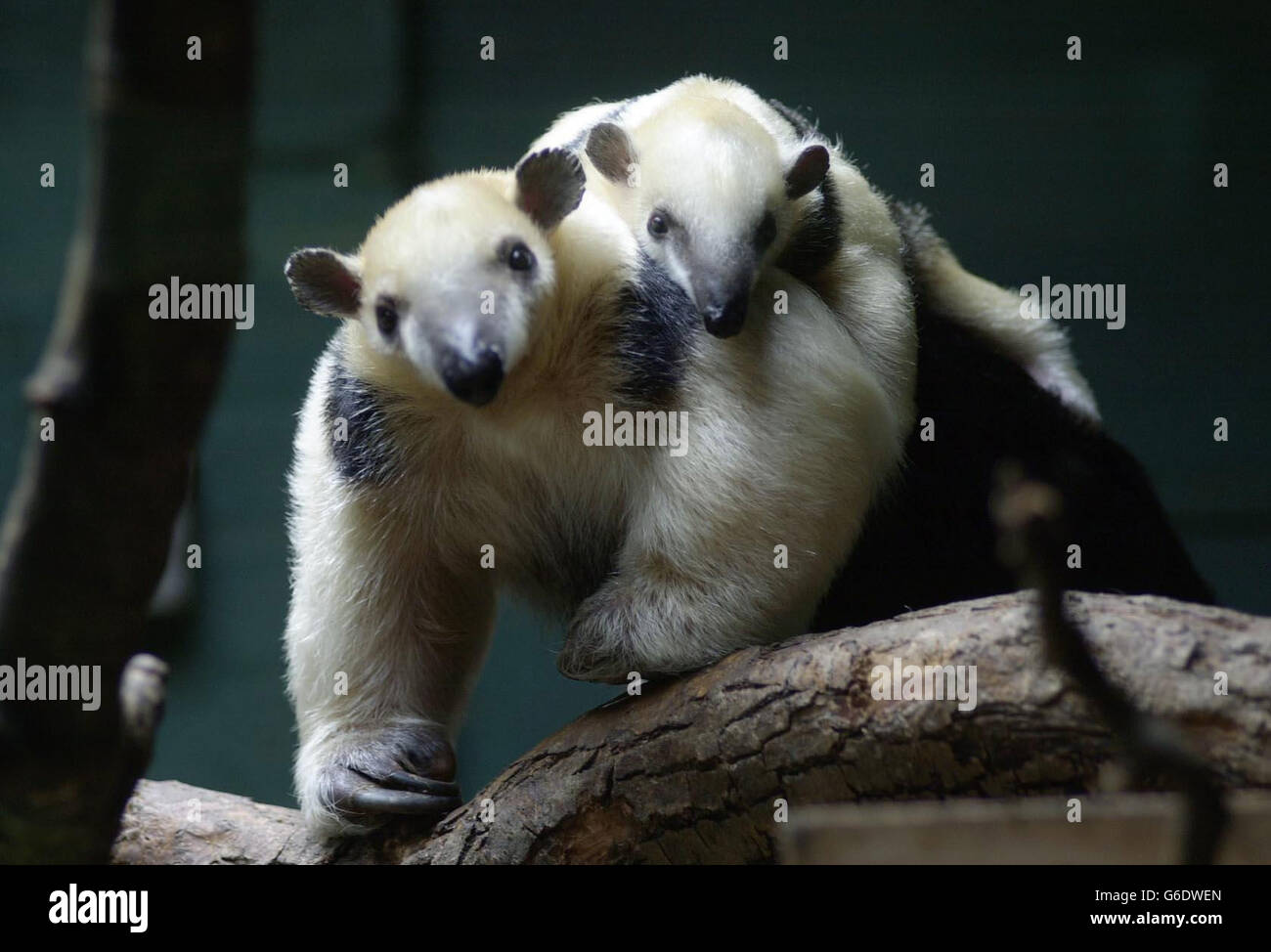 Tamandua Northern Tamandua (Dacentru) | ZT2 Download Library Wiki