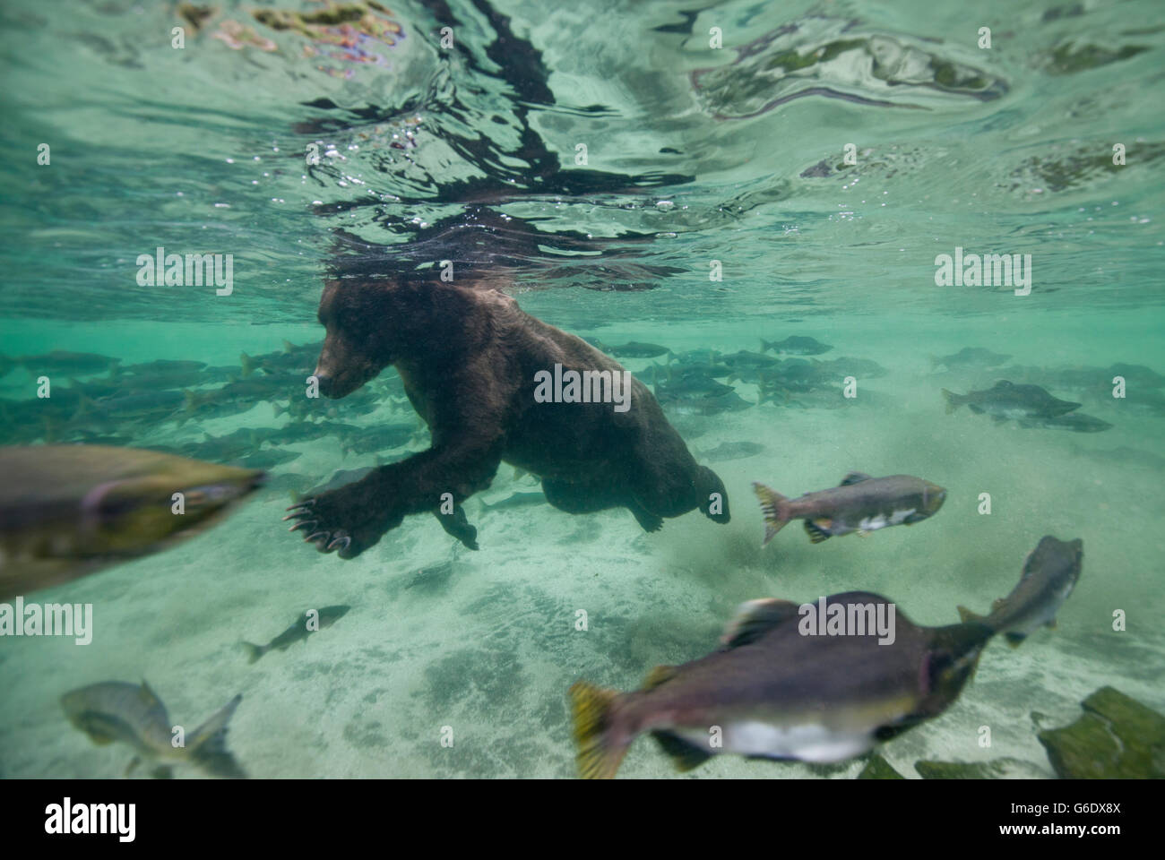USA, Alaska, Katmai National Park, Underwater view of Grizzly Bear ...