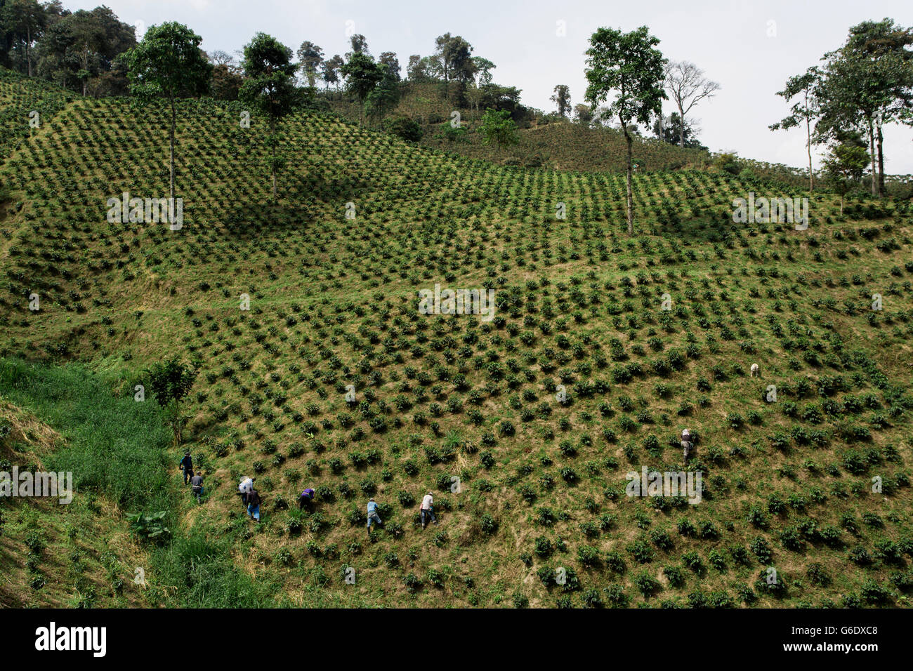 A line of coffee workers on a hillside in rural Colombia on a coffee ...