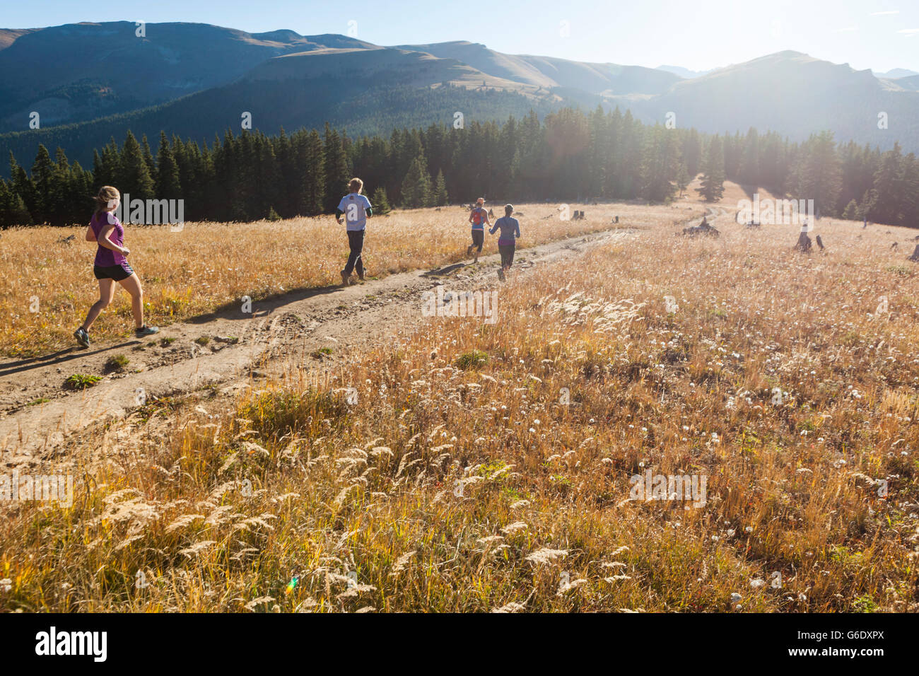 Dirt track through forest hi-res stock photography and images - Alamy