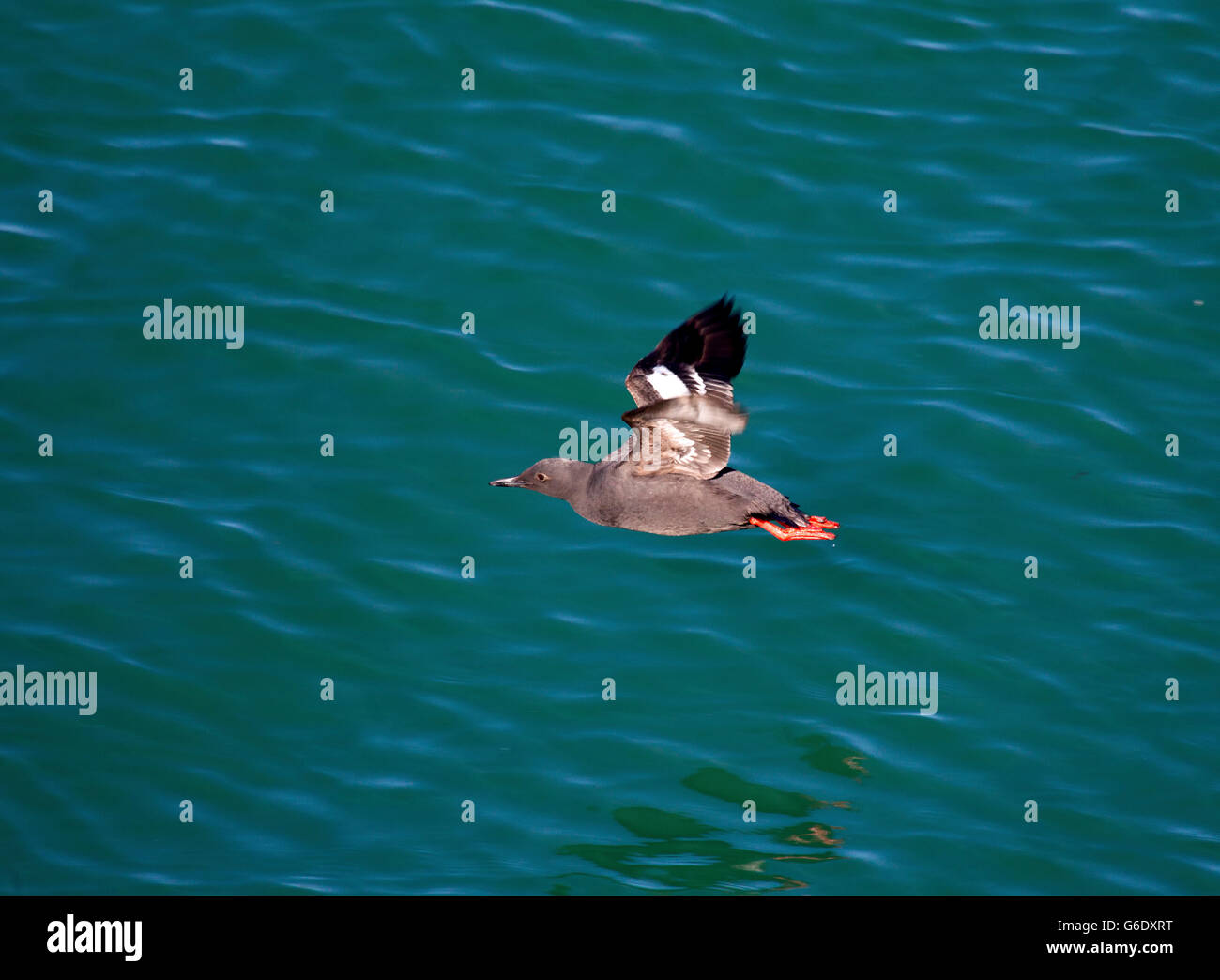 Guillemot flying hi-res stock photography and images - Alamy