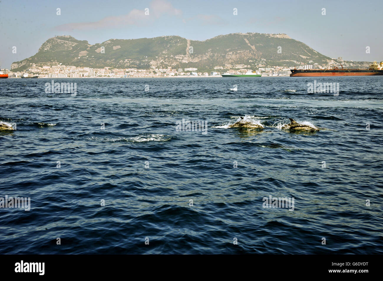 Gibraltar dolphins hi-res stock photography and images - Alamy