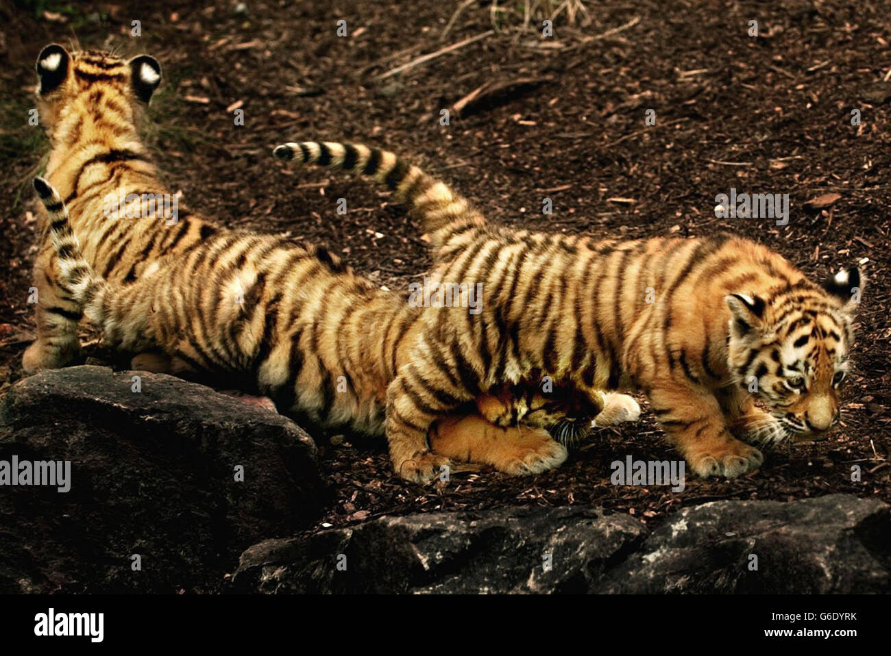 Amur tiger cubs edinburgh zoo hi-res stock photography and images - Alamy