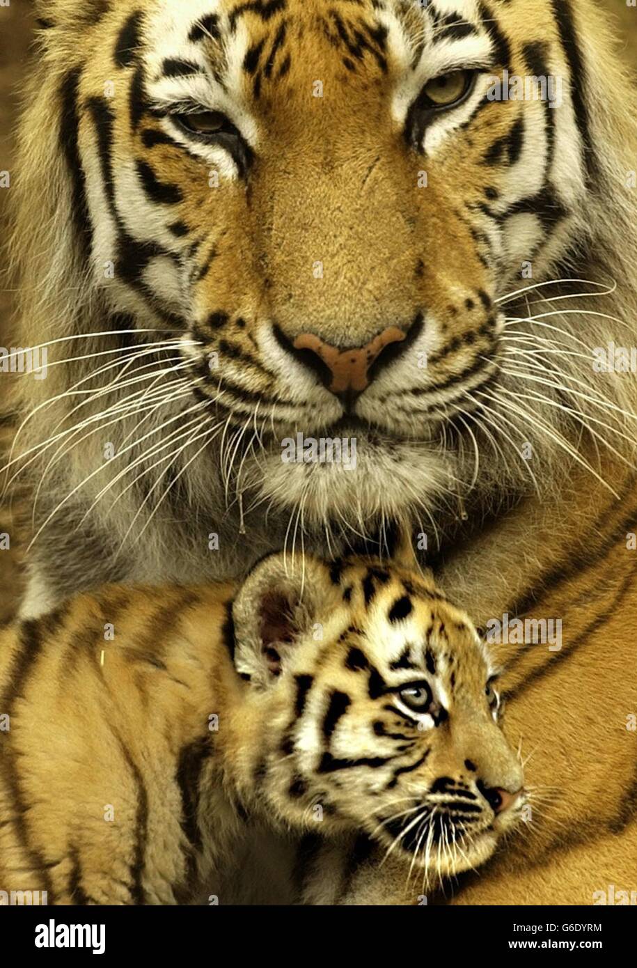 Amur Tiger Cubs Edinburgh Zoo High Resolution Stock Photography and ...