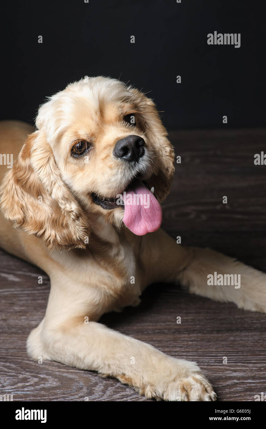 American cocker spaniel lying on dark background. Young purebred Cocker ...